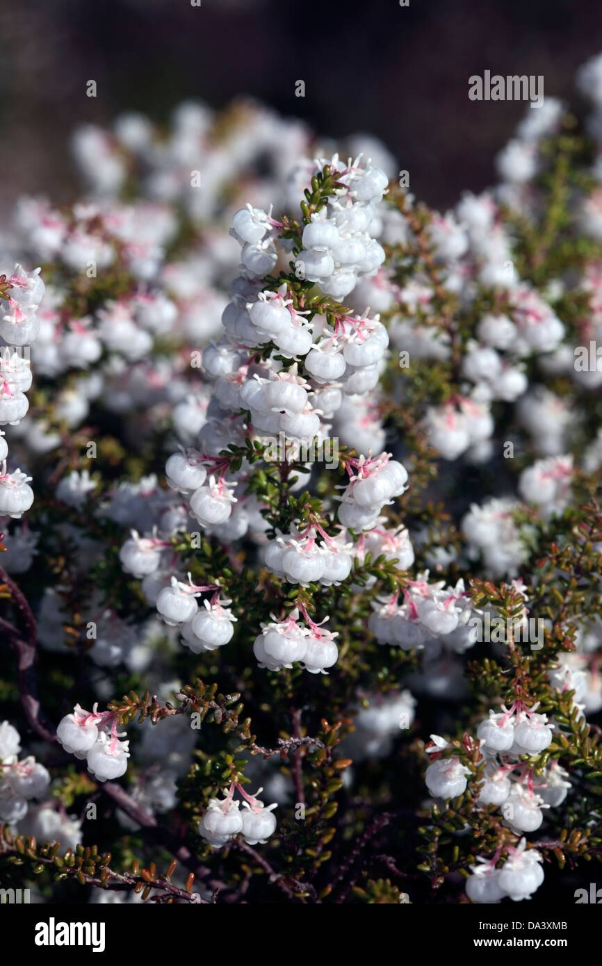 Close-up of White Heath-Erica formosa-Family Ericaceae Stock Photo - Alamy