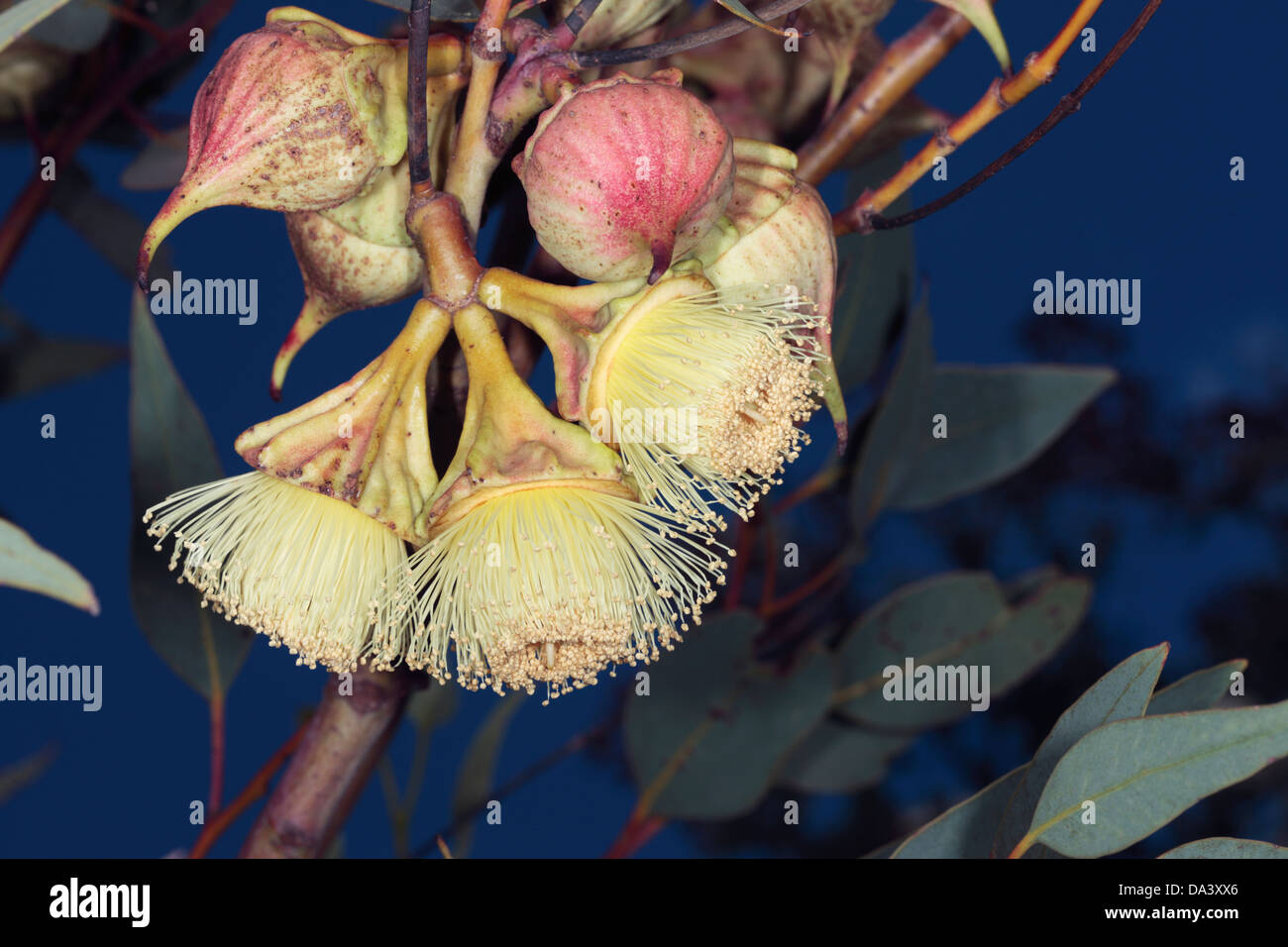 Youngiana hi-res stock photography and images - Alamy