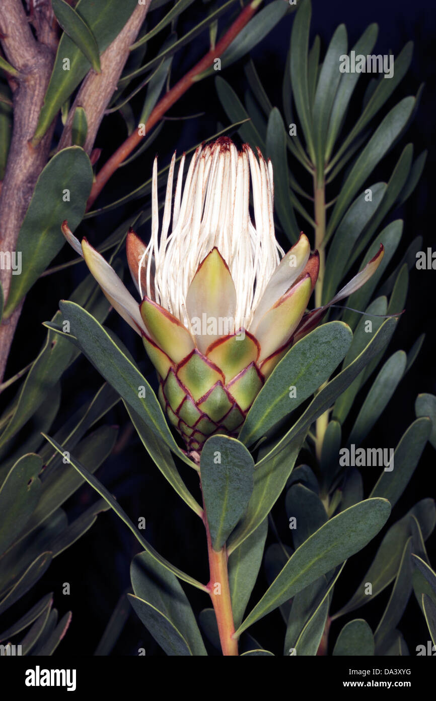 Protea family hi-res stock photography and images - Alamy