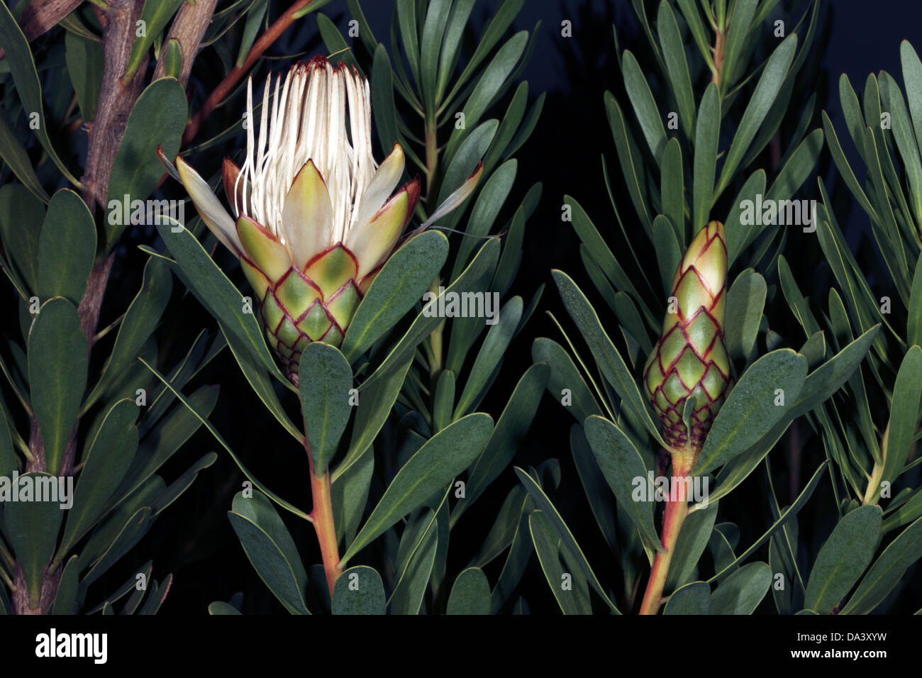 Close-up of Lance-leaf Sugarbush flower / smalblaarsuikerbos - Protea ...