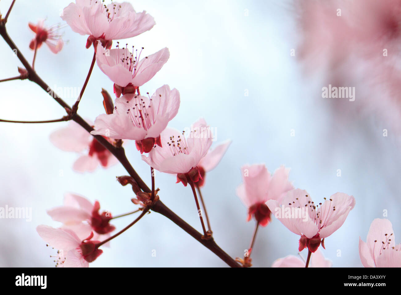 Closeup on branch of pink thundercloud plum blossoms against ice-blue ...