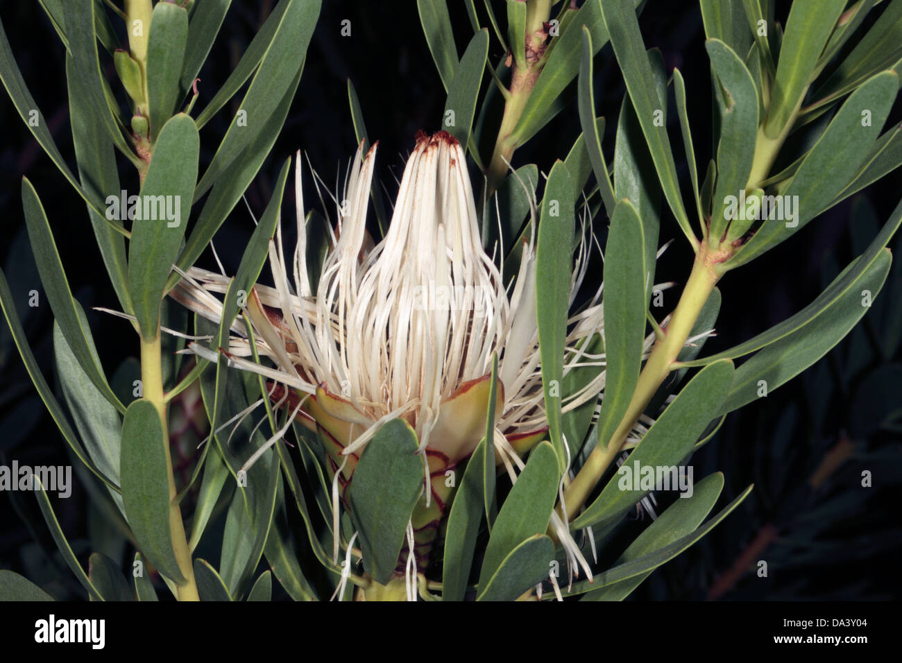 Close-up of Lance-leaf Sugarbush flower / smalblaarsuikerbos - Protea ...