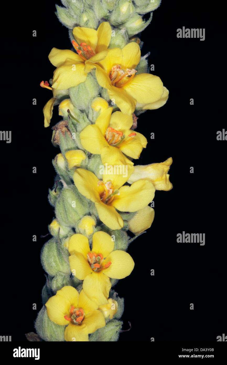 Close-up of Great / Common Mullein- Verbascum thapsus- Family ...