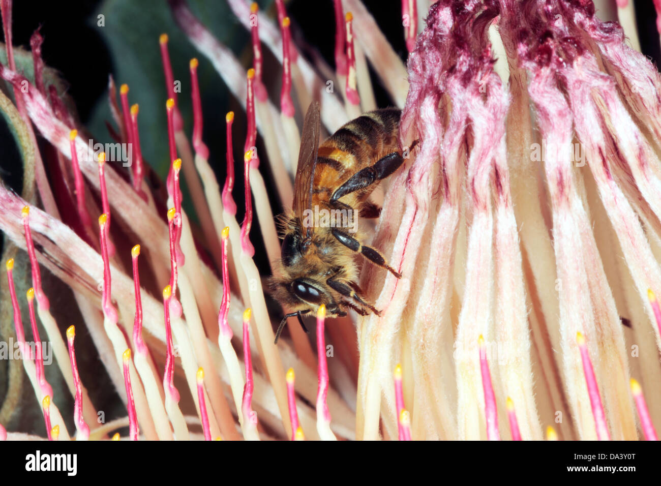 Close-up of Honey Bee {Apis mellifera] collecting pollen from a Blue ...