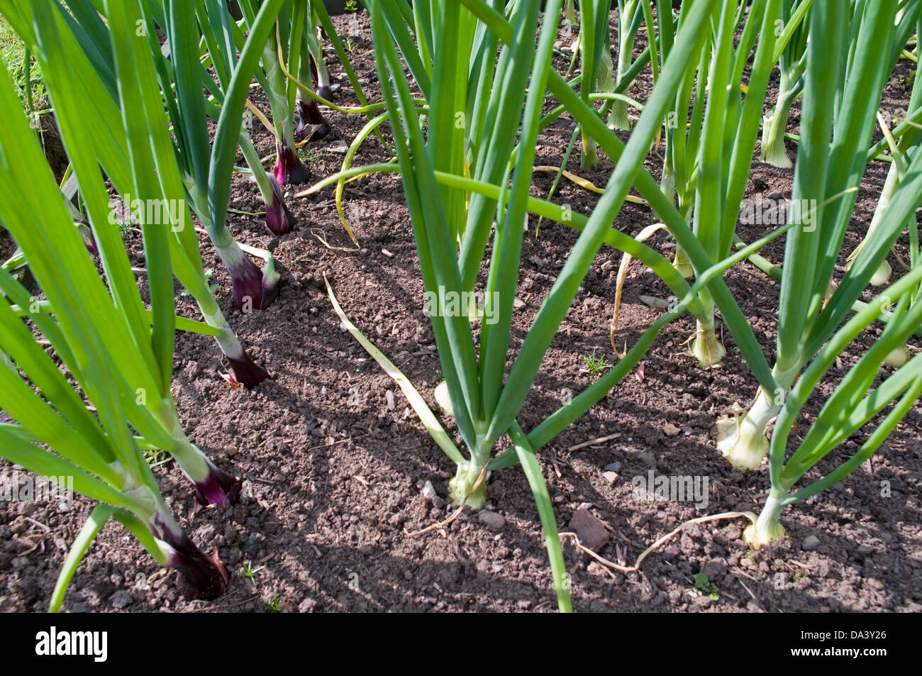 Growing red onions hi-res stock photography and images - Alamy