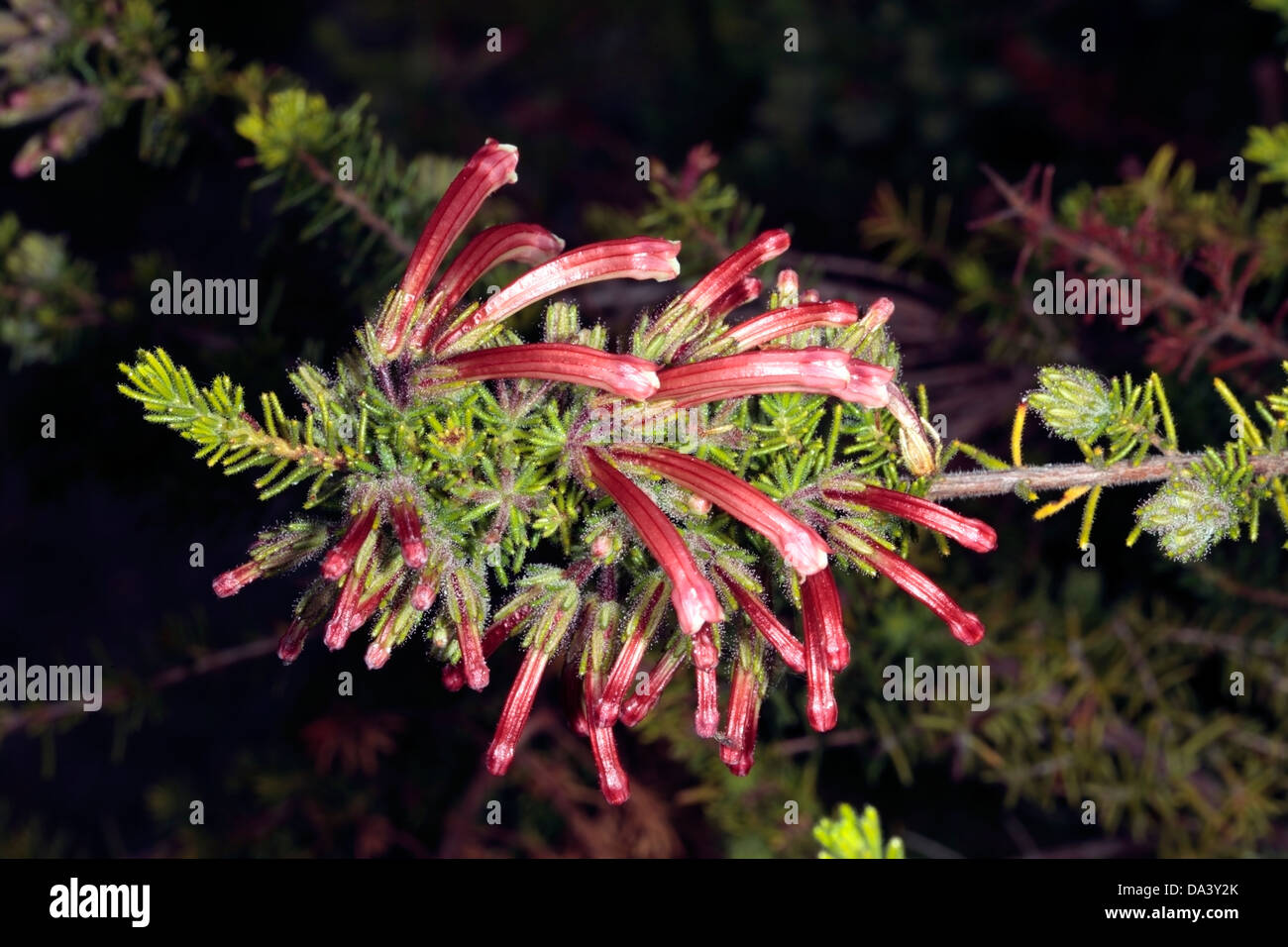 Trembling flower hi-res stock photography and images - Alamy