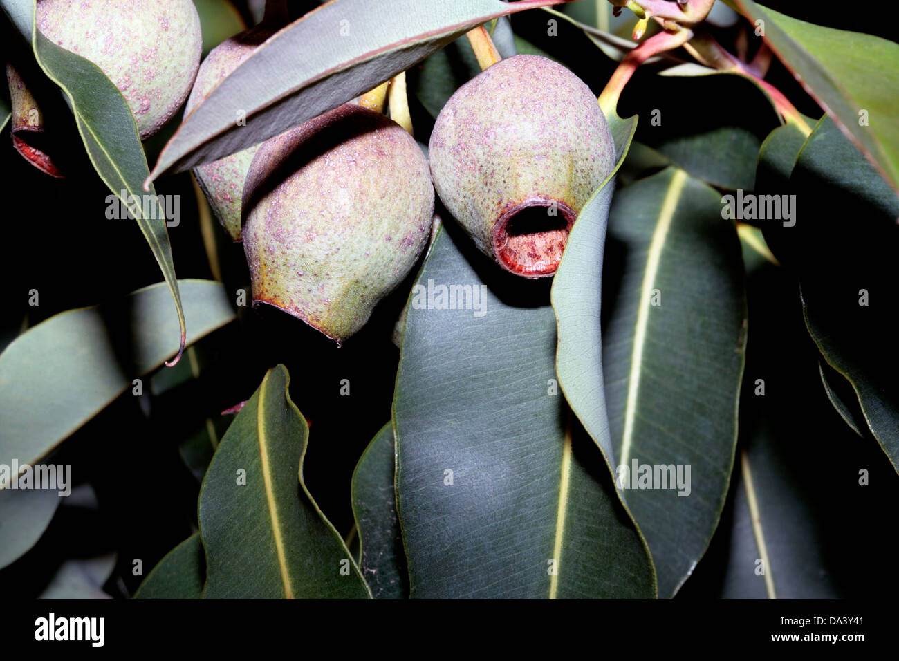 Jarrah tree marginata High Resolution Stock Photography and Images - Alamy
