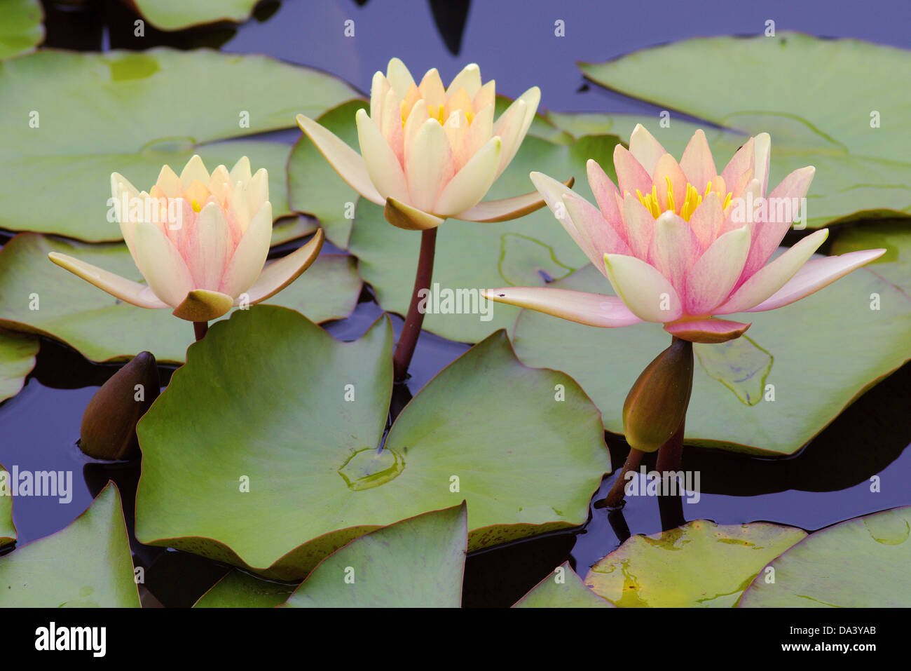 Pale of water hi-res stock photography and images - Alamy