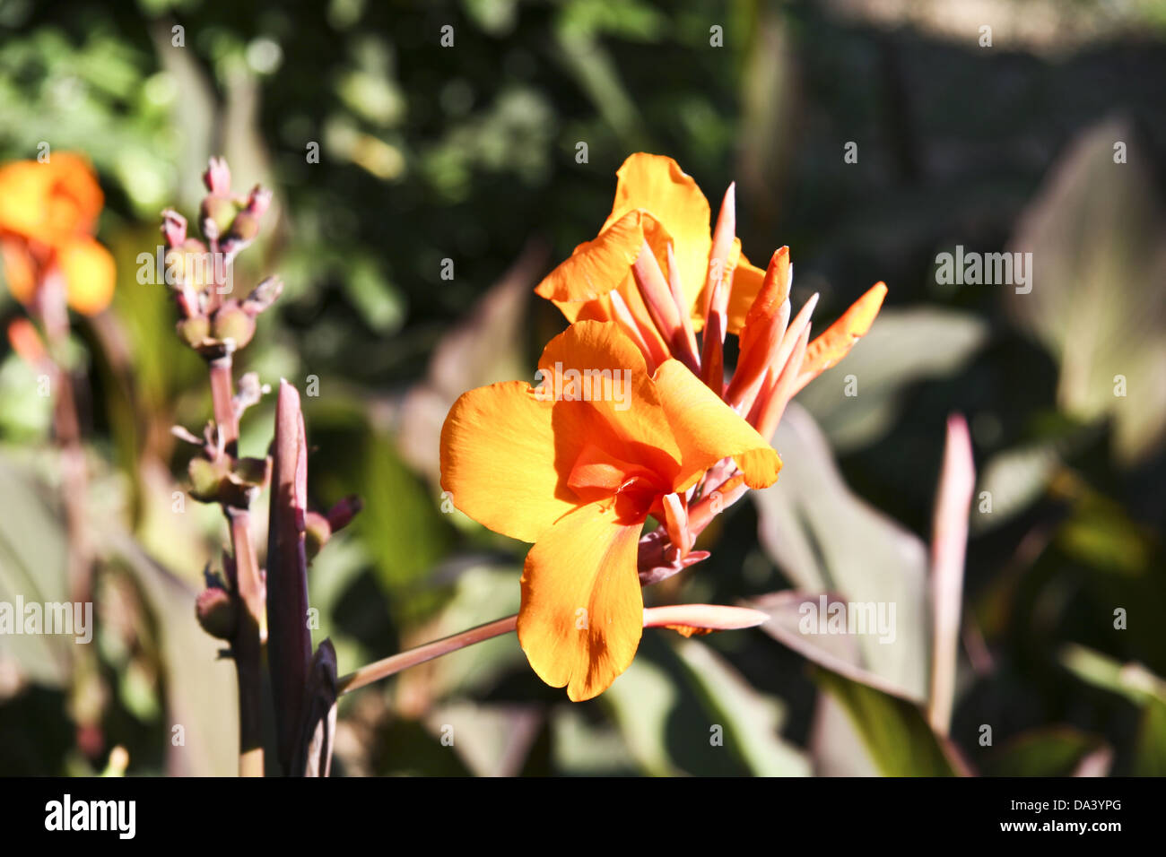 Crimea flowers hi-res stock photography and images - Alamy
