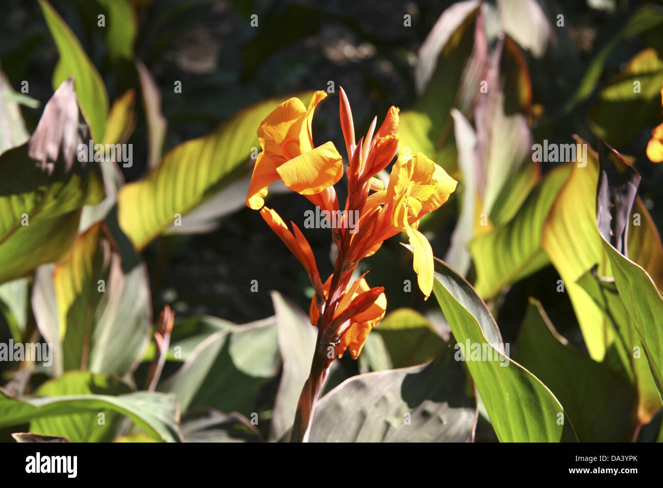 Crimea flowers hi-res stock photography and images - Alamy