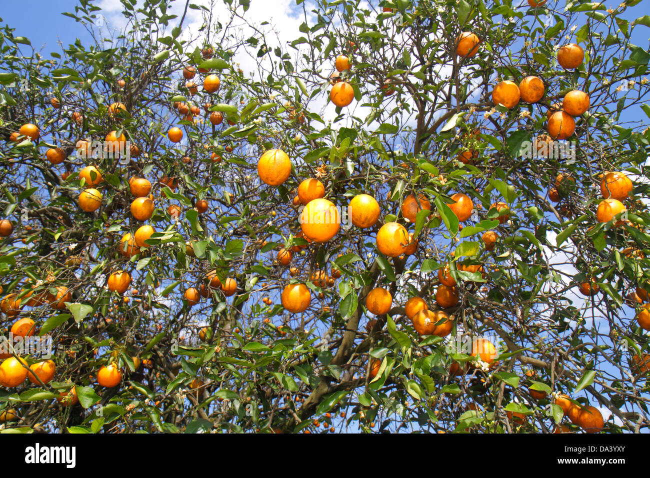 Florida Fort Ft. Meade,orange grove,tree trees,oranges,crop,agriculture ...