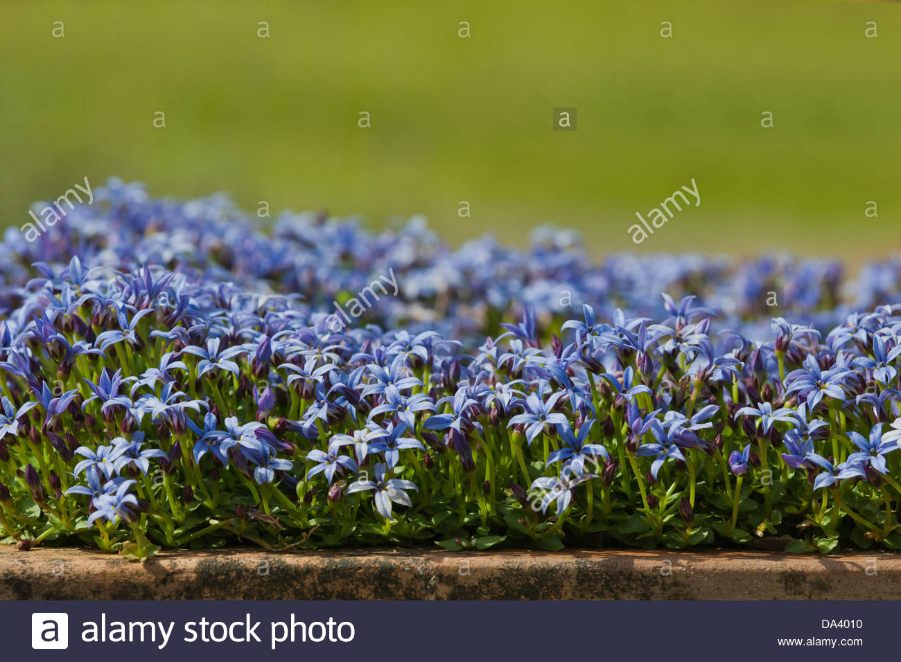 Isotoma Fluviatilis Stock Photos & Isotoma Fluviatilis Stock Images - Alamy