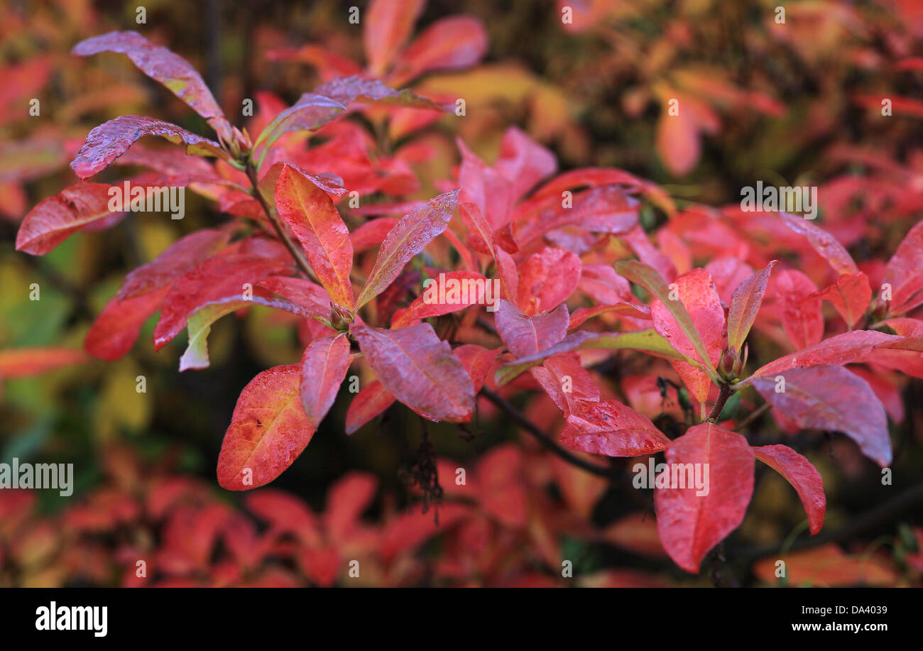Azalea leaves hi-res stock photography and images - Alamy