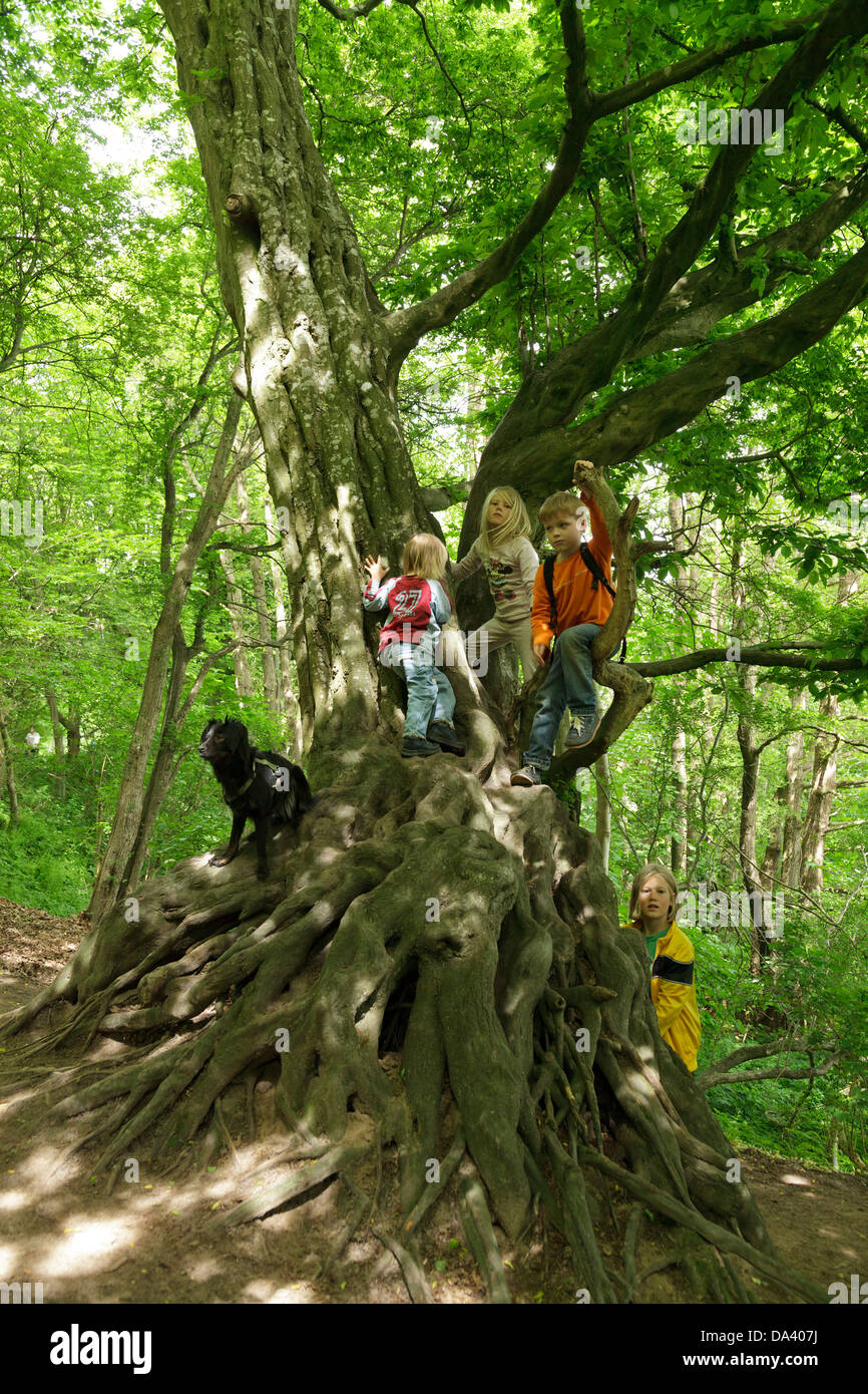 children playing on an old tree Stock Photo - Alamy