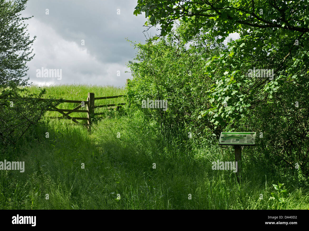 Grass wood nature reserve hi-res stock photography and images - Alamy