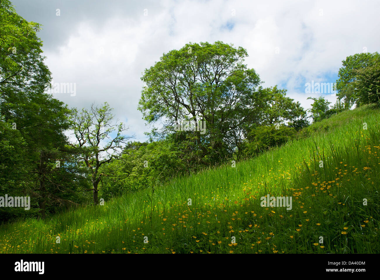 Grassy meadow in Argill Woods, a Cumbria Wildlife Trust nature reserve ...