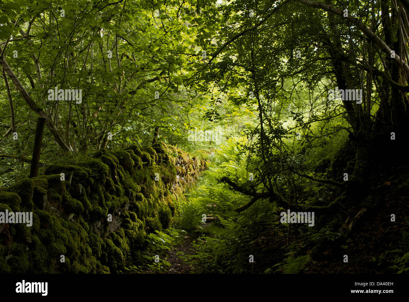 Mossy wall in Argill Woods, a Cumbria Wildlife Trust nature reserve in ...
