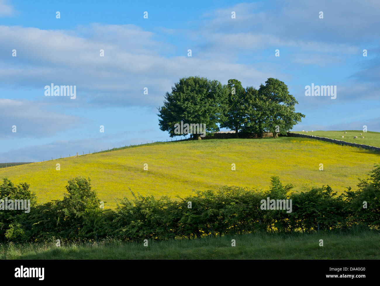 Copse - emsekflol.com