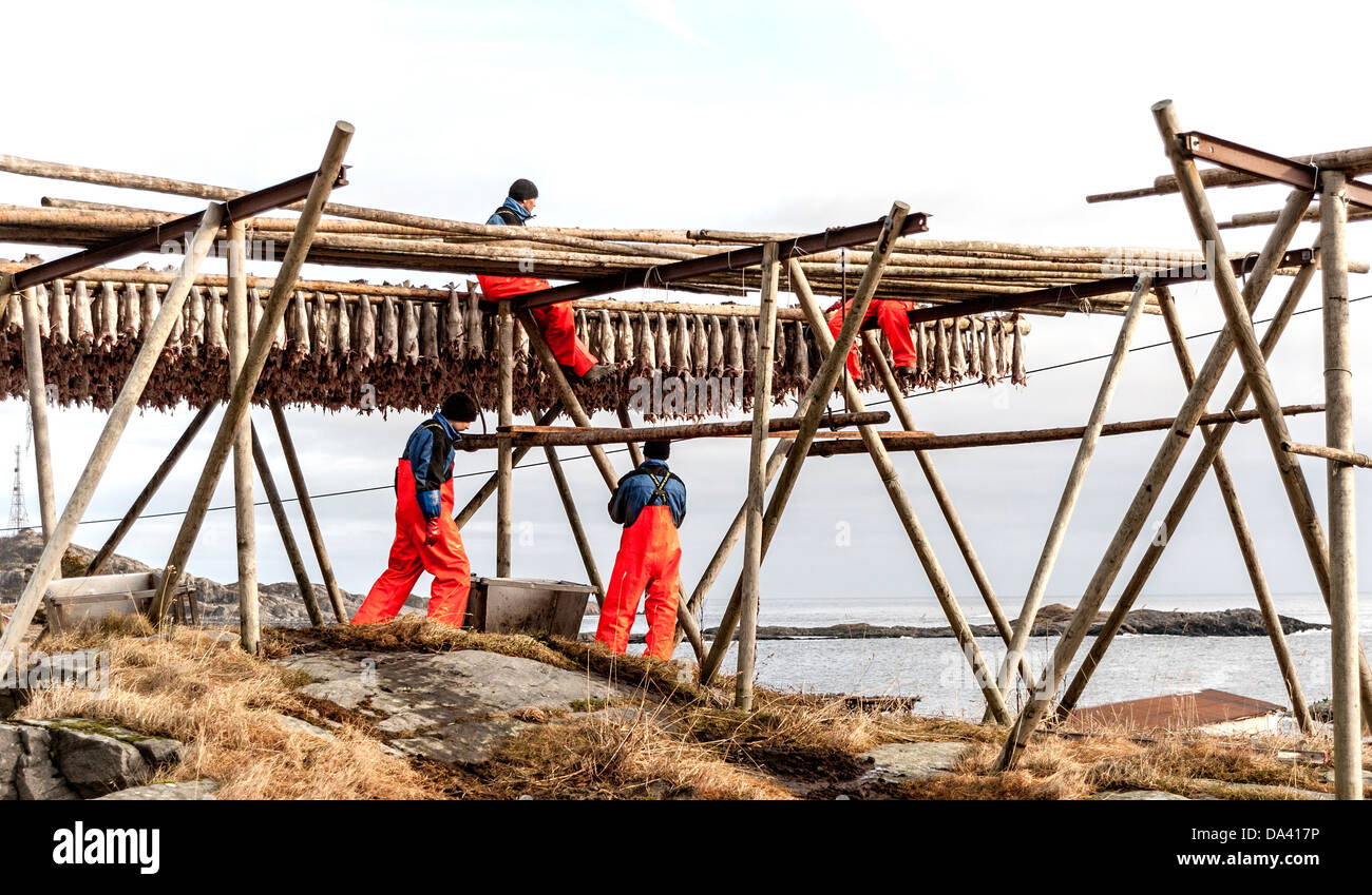 Men hanging "stock fish" to air dry at A on the Lofoten Islands, Norway ...