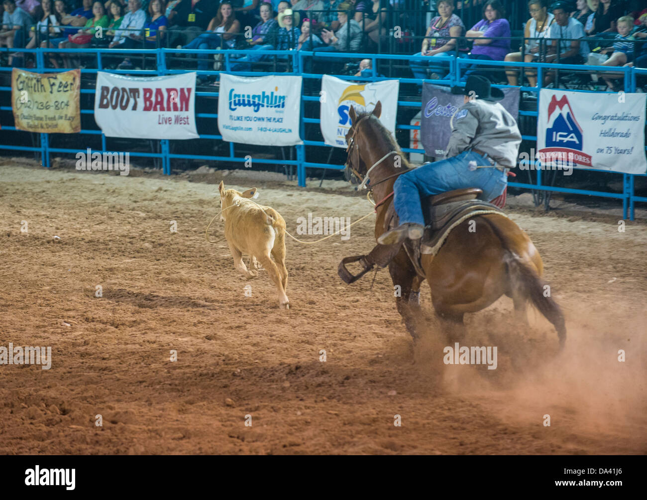 Cowboy Participant in a Calf roping Competition at the Helldorado Days ...