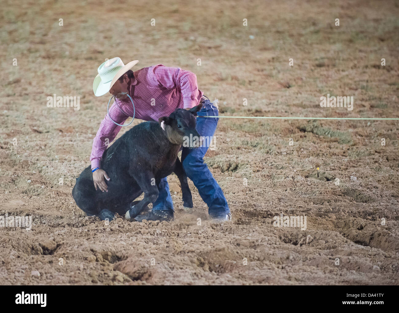 Cowboy Participant in a Calf roping Competition at the Helldorado Days ...