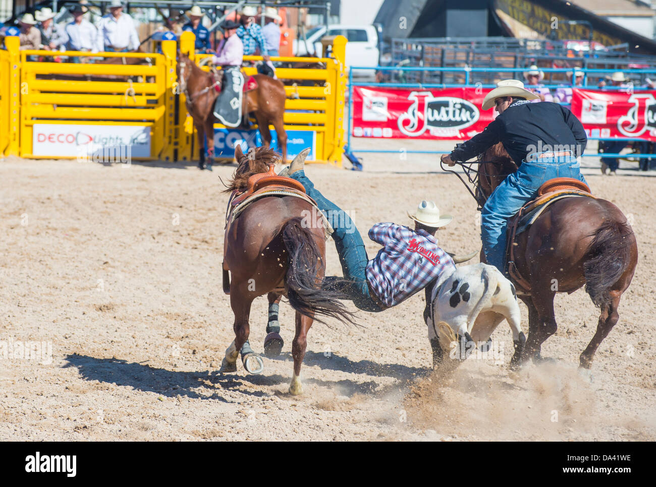 Cowboy Participant in a Calf roping Competition at the Helldorado Days ...