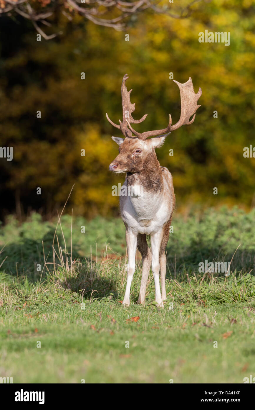Buck at watch hi-res stock photography and images - Alamy