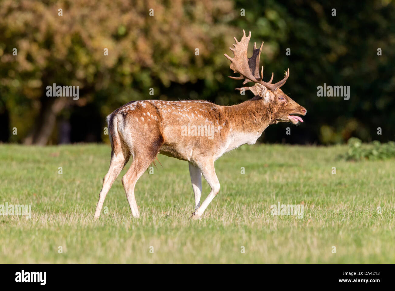 Tired deer hi-res stock photography and images - Alamy