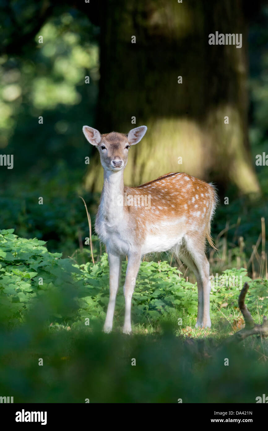 Fallow Deer Doe Stock Photo - Alamy