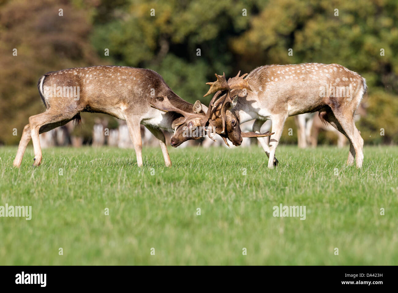 Bucks together hi-res stock photography and images - Alamy