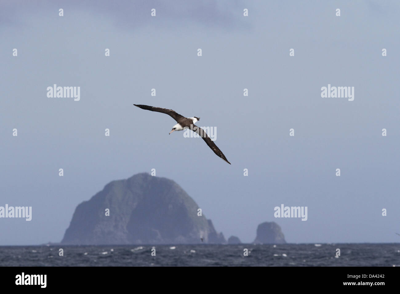 Laysan Albatross (Phoebastria immutabilis) adult in flight over sea ...