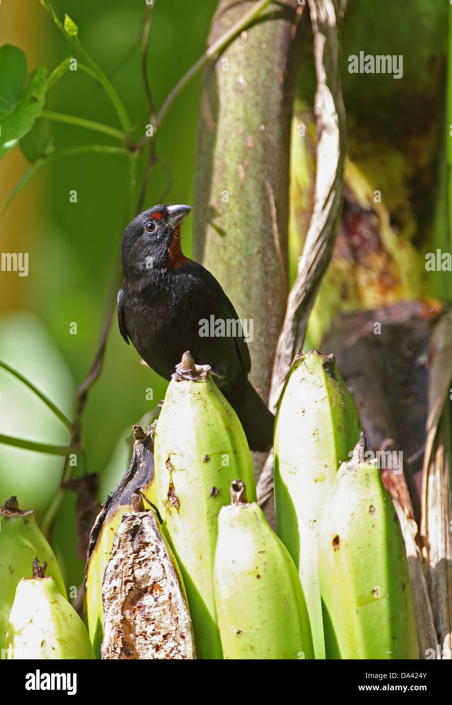 Indian finches hi-res stock photography and images - Alamy