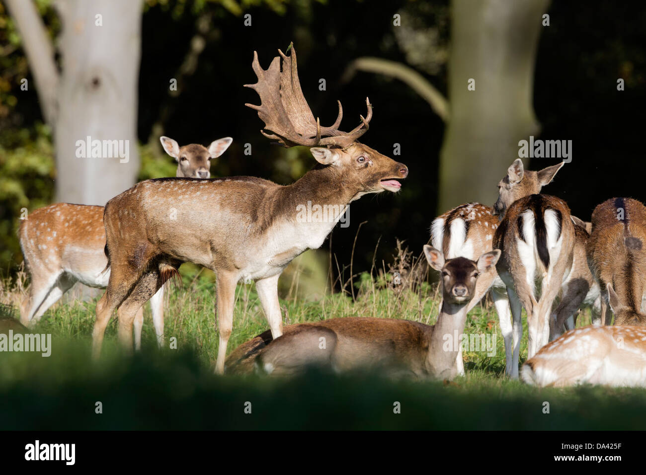 Rack cow hi-res stock photography and images - Alamy