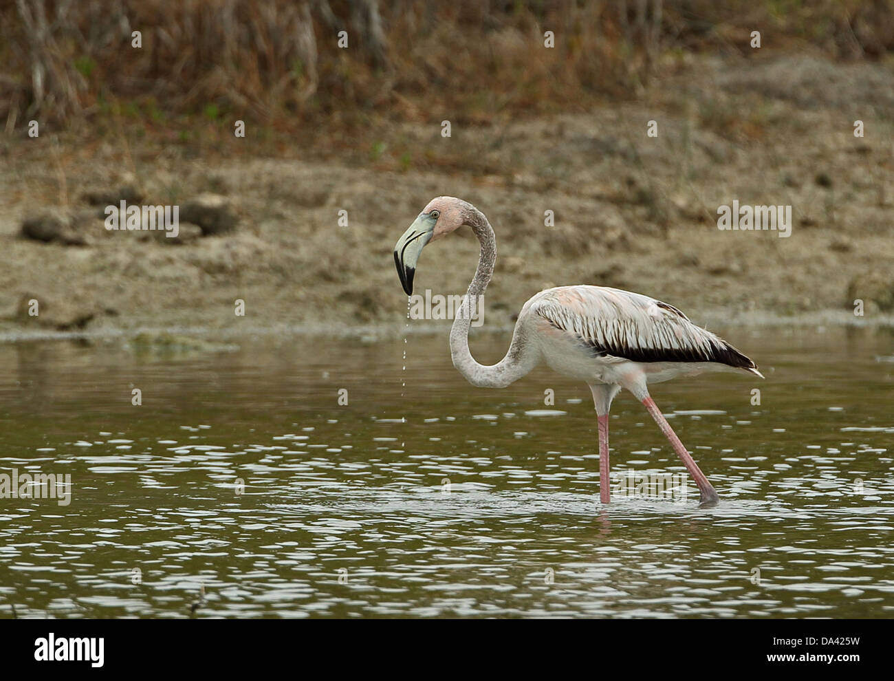 West indian flamingo hi-res stock photography and images - Alamy