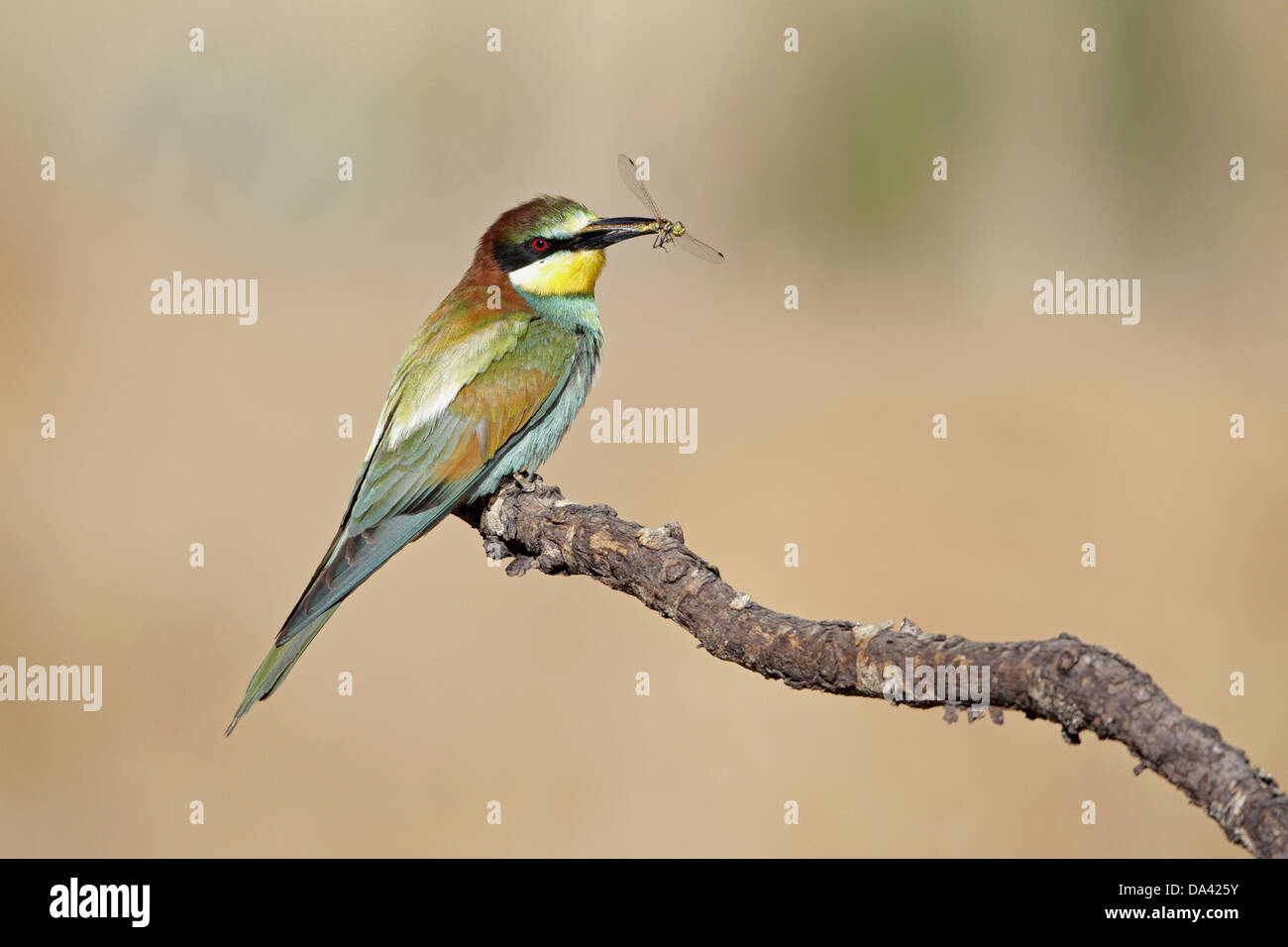 European Bee-eater (Merops apiaster) adult, with dragonfly prey in beak ...