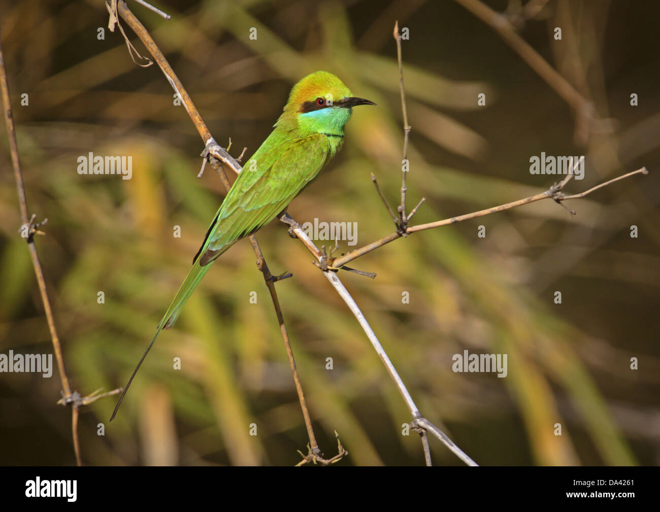 Little Green Bee-eater (Merops orientalis orientalis) adult, perched on ...