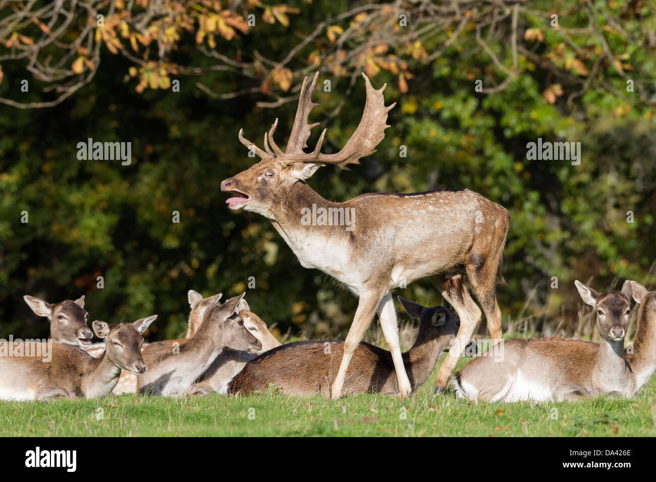 Fallow Deer adult buck dominantly roaring over a group of does Stock ...