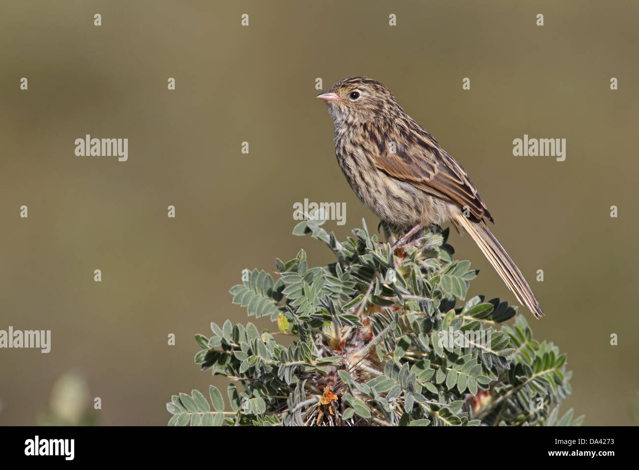 Rose finch hi-res stock photography and images - Alamy