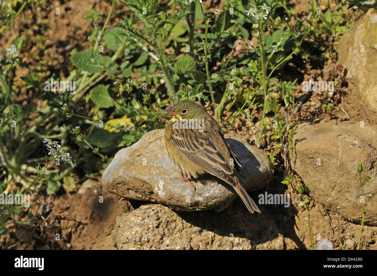 Ortolan Bunting (Emberiza hortulana) adult female, standing on rock ...