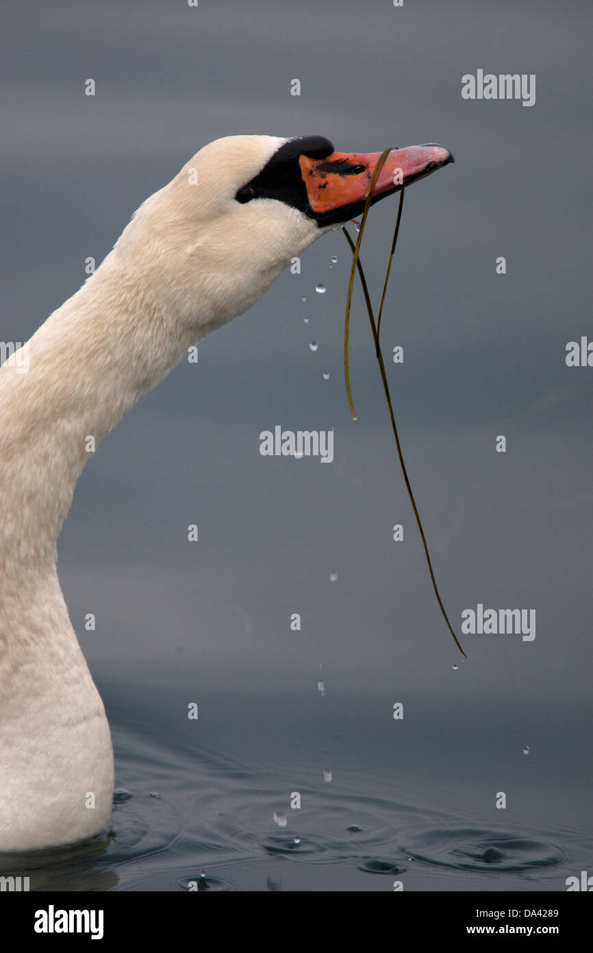A male Mute Swan feeding on seaweed Stock Photo - Alamy