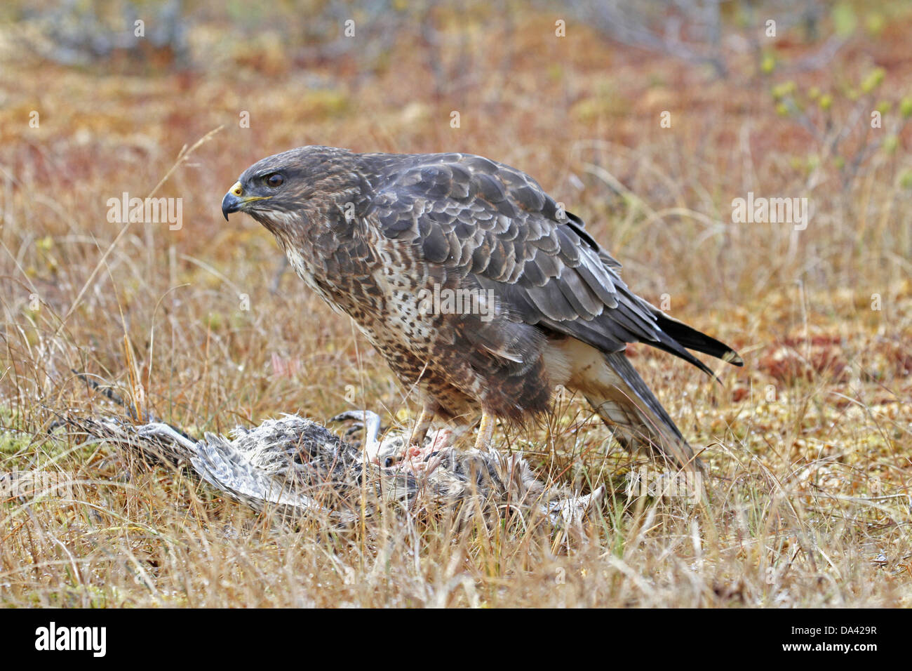 Scottish food pheasant hi-res stock photography and images - Alamy