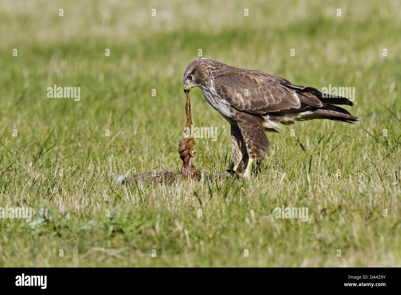 Common buzzards in autumn hi-res stock photography and images - Alamy