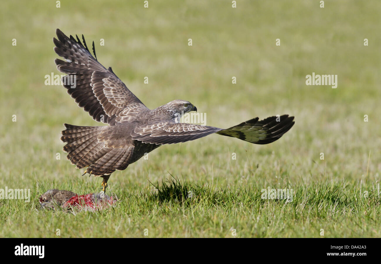 Common Buzzard (Buteo buteo) adult in flight taking off after feeding ...
