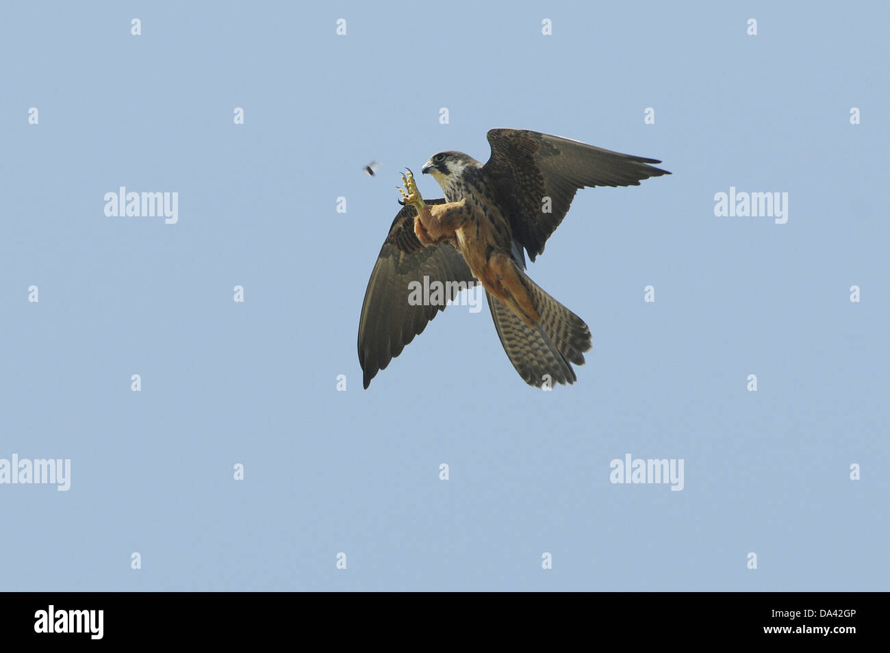 Peregrine Falcon Catching Prey In Air