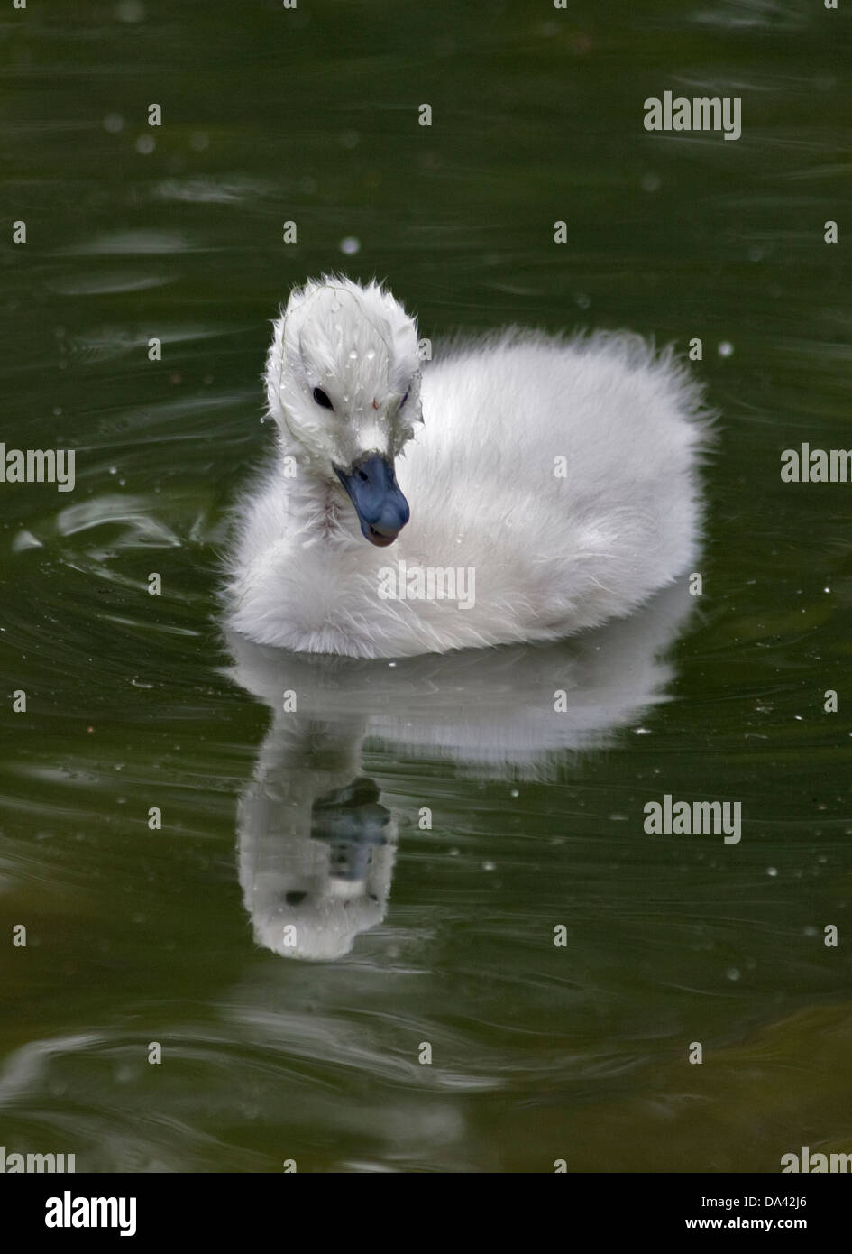 Black Necked Swan Cygnet (cygus melancoryphus Stock Photo - Alamy
