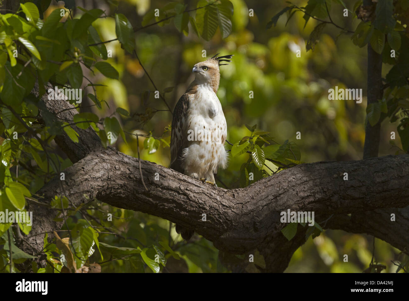 Indian hawk eagle at kanha hi-res stock photography and images - Alamy