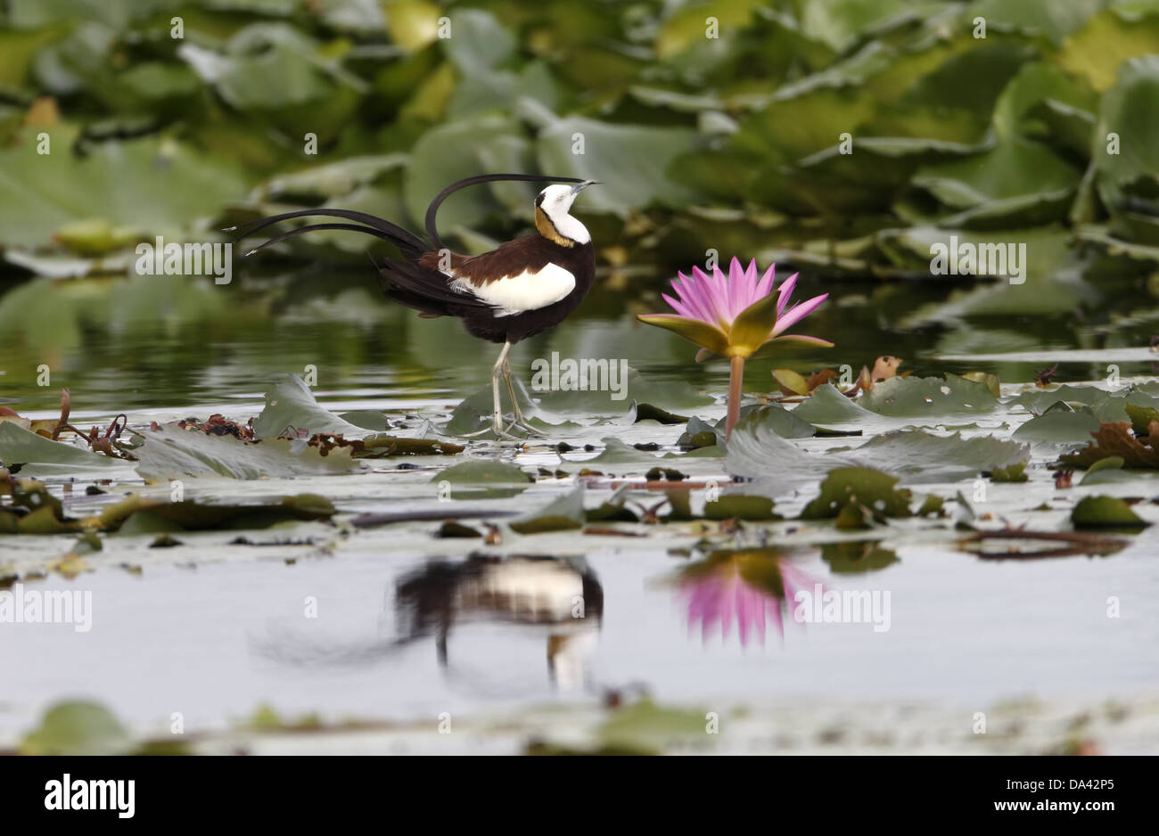 Pheasant-tailed Jacana (Hydrophasianus chirurgus) adult male breeding ...