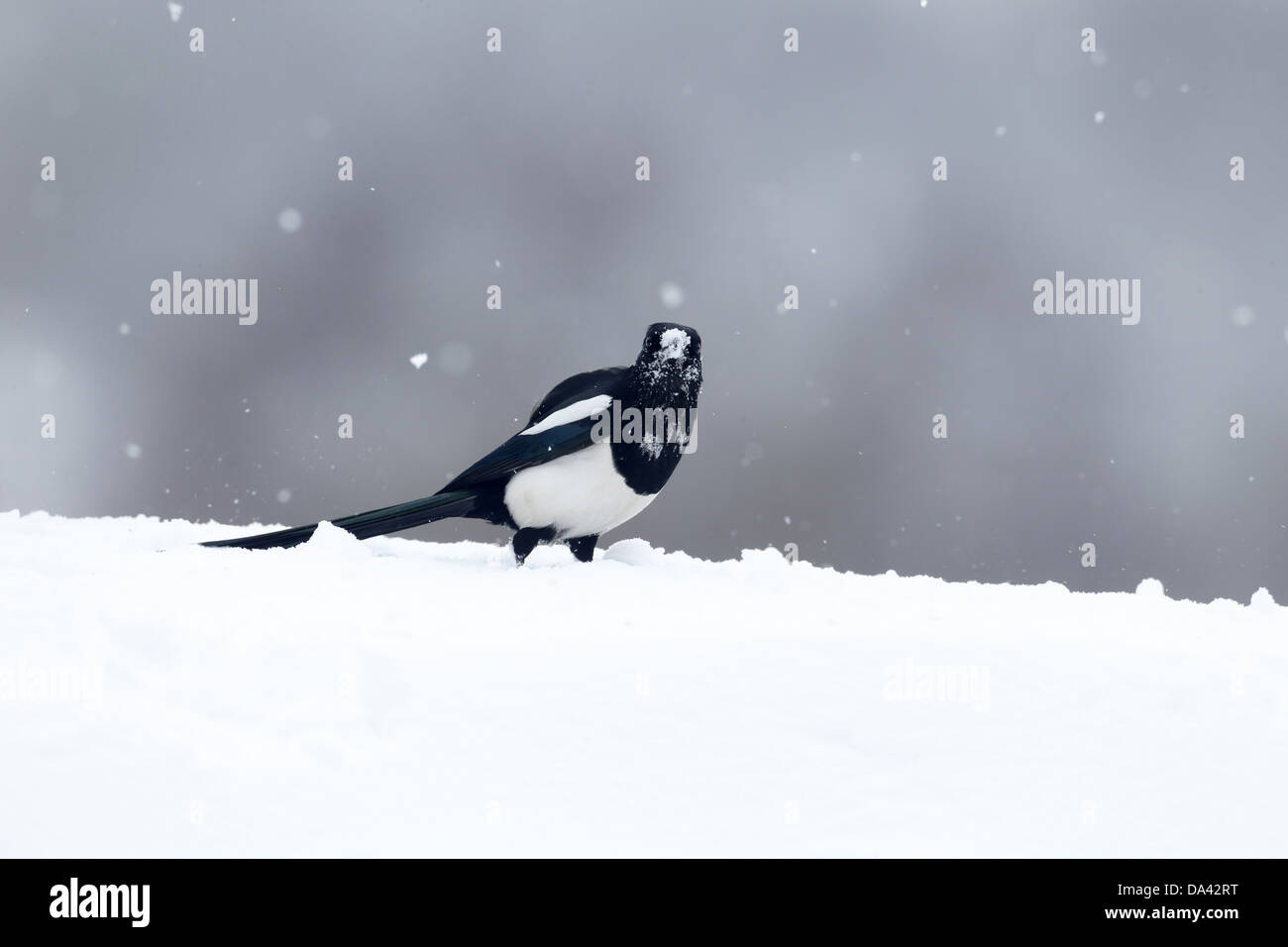 Common Magpie (Pica pica) adult, with snow on head, standing on snow ...