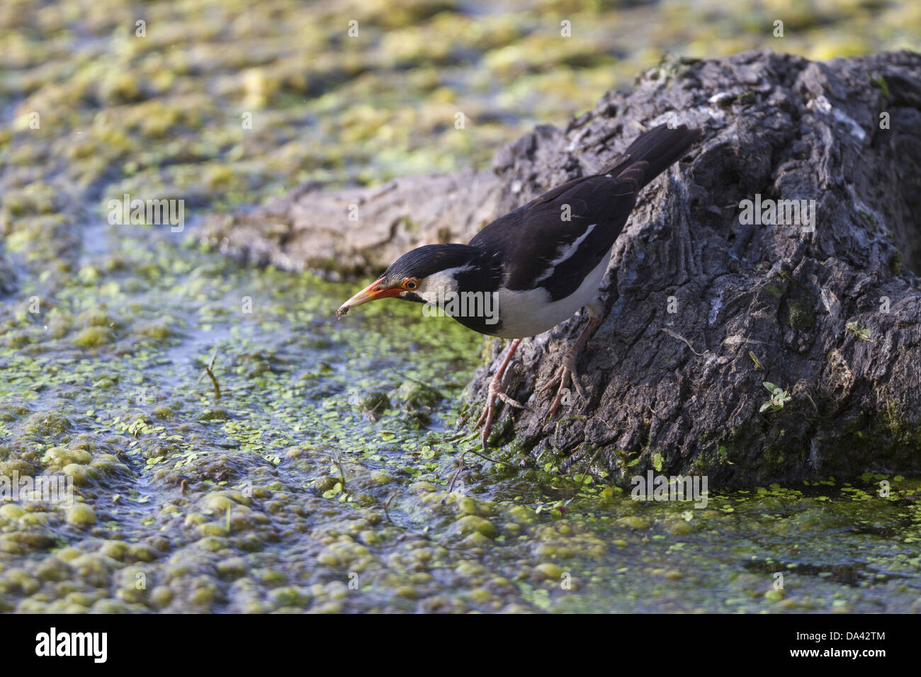 Asian pied myna sturnus contra contra adult hi-res stock photography ...