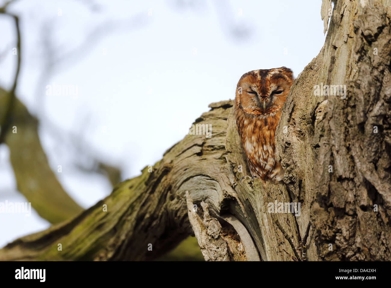Tawny Owl (Strix aluco) adult, roosting in old tree during daytime ...